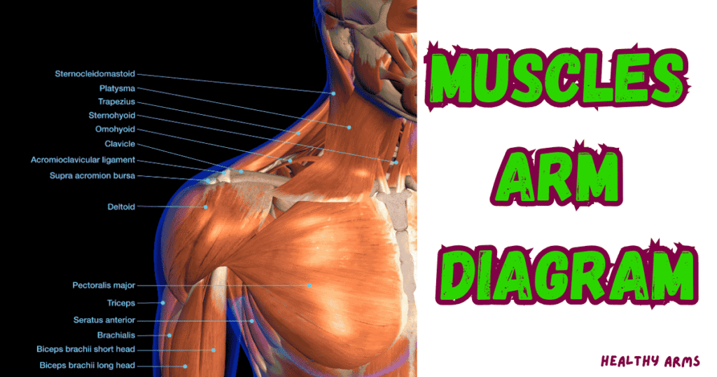 Visual Guide to Muscles Arm diagram: A Comprehensive Overview - Healthy ...